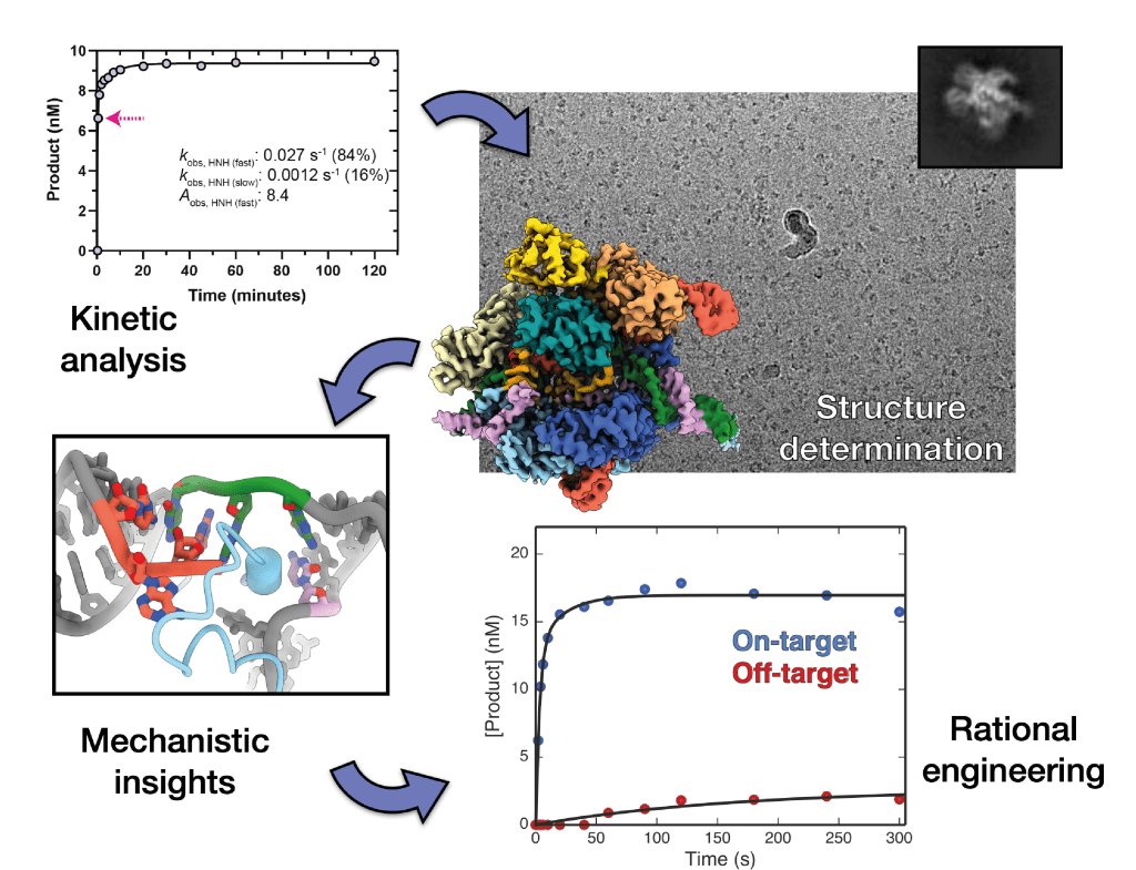 Research – Bravo Lab